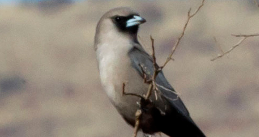 Birds along the Larapinta Trail