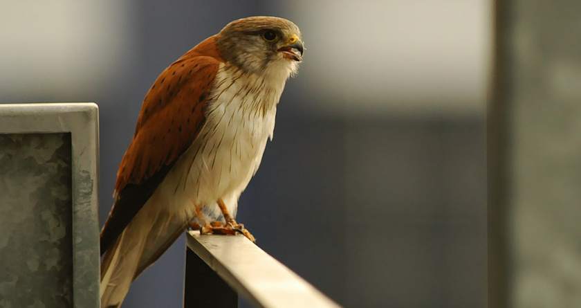 Birds along the Larapinta Trail
